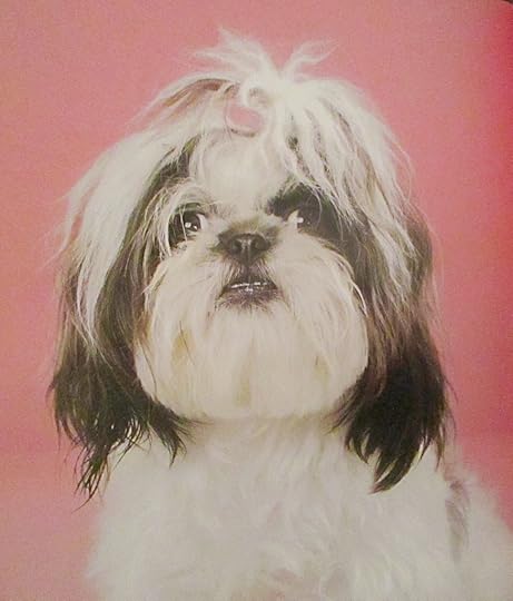 Puppy Styled: Japanese Dog Grooming: Before & After by Grace Chon ...