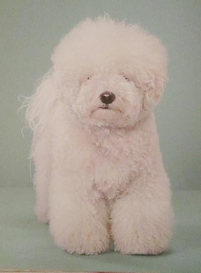 Puppy Styled: Japanese Dog Grooming: Before & After by Grace Chon ...