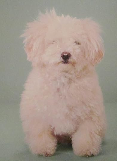 Puppy Styled: Japanese Dog Grooming: Before & After by Grace Chon ...