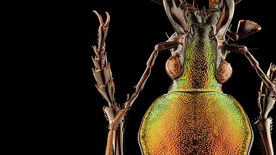 Microsculpture: Portraits of Insects by Levon Biss | Goodreads