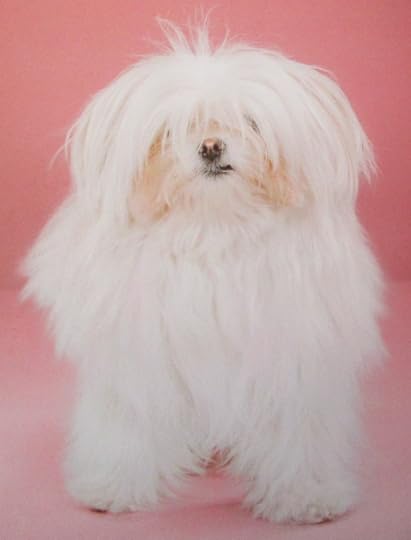 Puppy Styled: Japanese Dog Grooming: Before & After by Grace Chon ...