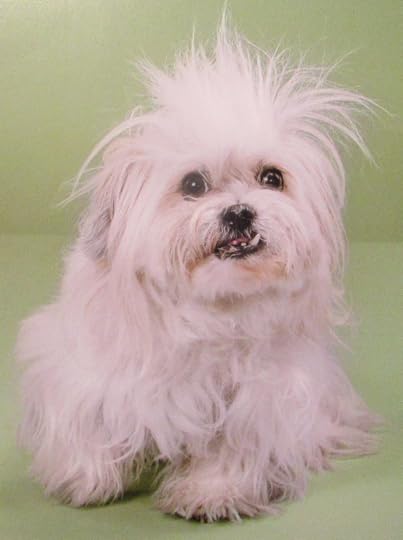 Puppy Styled: Japanese Dog Grooming: Before & After by Grace Chon ...