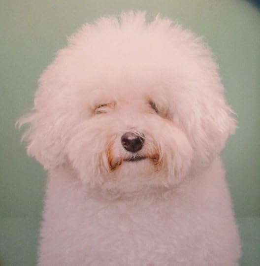 Puppy Styled: Japanese Dog Grooming: Before & After by Grace Chon ...