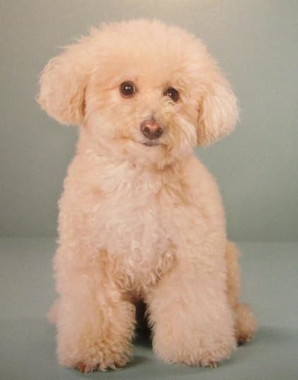 Puppy Styled: Japanese Dog Grooming: Before & After by Grace Chon ...