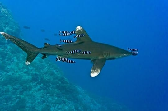 Haie & Rochen - Arten, Lebensräume, Verhalten by Andreas Vilcinskas ...