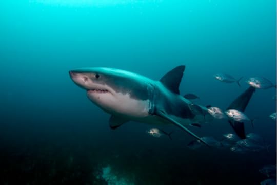 Haie & Rochen - Arten, Lebensräume, Verhalten by Andreas Vilcinskas ...