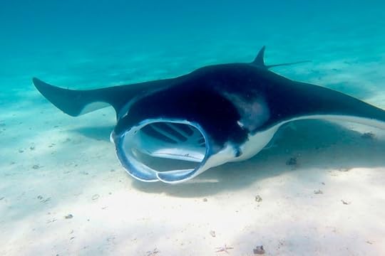 Haie & Rochen - Arten, Lebensräume, Verhalten by Andreas Vilcinskas ...
