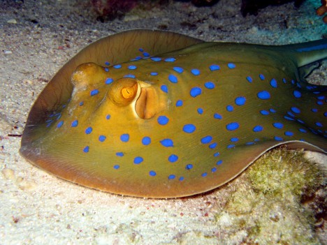 Haie & Rochen - Arten, Lebensräume, Verhalten by Andreas Vilcinskas ...