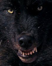 Wolf Gone Wild (Stay a Spell, #1) by Juliette Cross | Goodreads