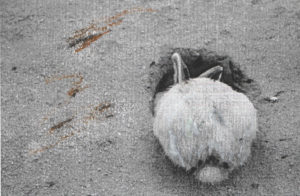 Marion Crook (Author of Writing For Children Young Adults)