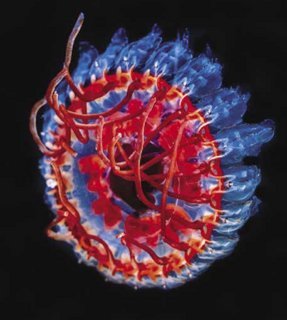 Amazing World Sea Creatures: Encounter 20 Amazing Light-Up Animals ...