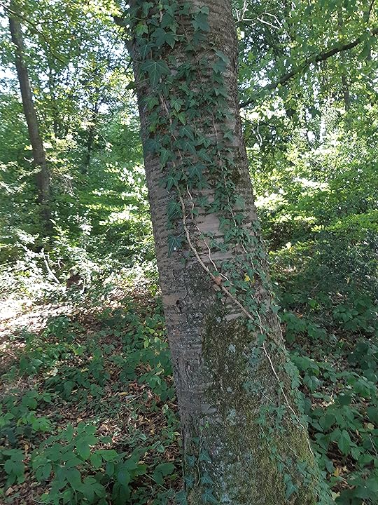 Evil Roots: Killer Tales of the Botanical Gothic by Daisy Butcher