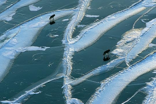 Wolf Island: Discovering the Secrets of a Mythic Animal by L. David ...