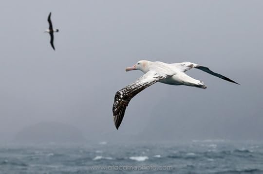 Extreme Birds: The World's Most Extraordinary and Bizarre Birds by ...