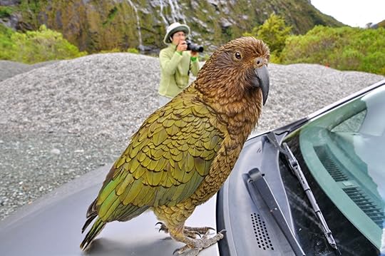 Extreme Birds: The World's Most Extraordinary and Bizarre Birds by ...