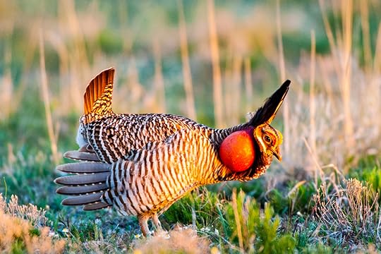Extreme Birds: The World's Most Extraordinary and Bizarre Birds by ...