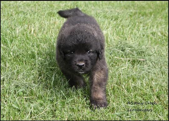 Feral World - Characters: Canine Creation Showing 1-50 of 76