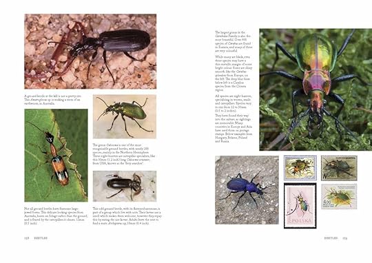 Insects of the World: An Illustrated Guide to the World's Most Abundant ...