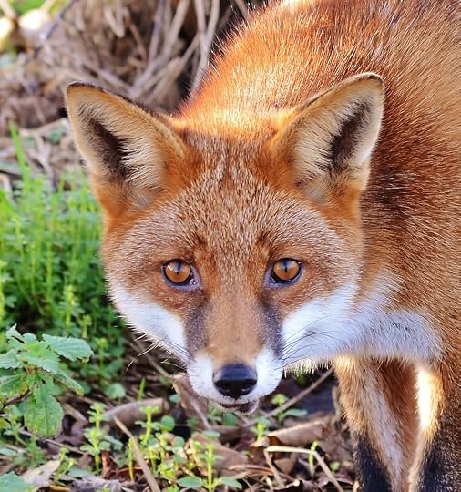 Kingdom of Foxes - =Cʀᴇᴀᴛɪᴏɴ=: Fox Creation Showing 1-50 of 204
