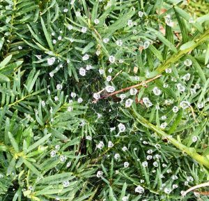 Ellen Wade Beals (Author of Solace in So Many Words)