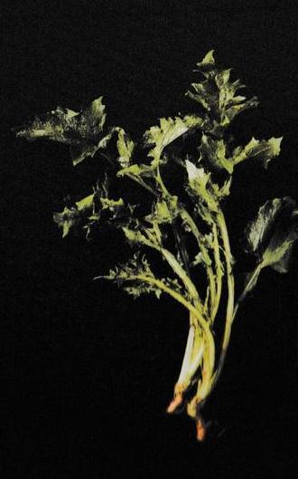 Hiakai: Modern Māori Cuisine by Monique Fiso | Goodreads