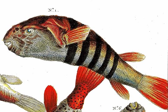 Albertus Seba’s Cabinet of Natural Curiosities - The Complete Plates ...