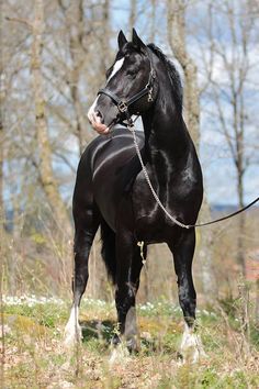 Cowboy Healing (Cowboy Wanted, #1) by B.A. Tortuga | Goodreads