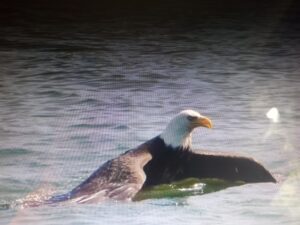 Marion Crook (Author of Writing For Children & Young Adults)