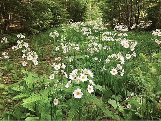 The Primrose Path by Bram Stoker | Goodreads