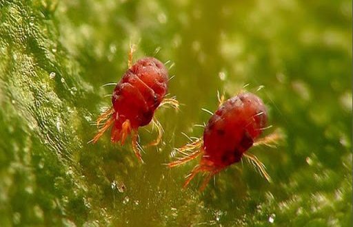 Kis akarológia: Az atkák titkos élete by Jenő Kontschán | Goodreads