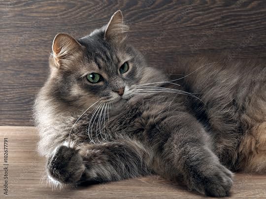 The Warrior Cats RP - Starting Out: Making Characters Showing 1-35 of 35