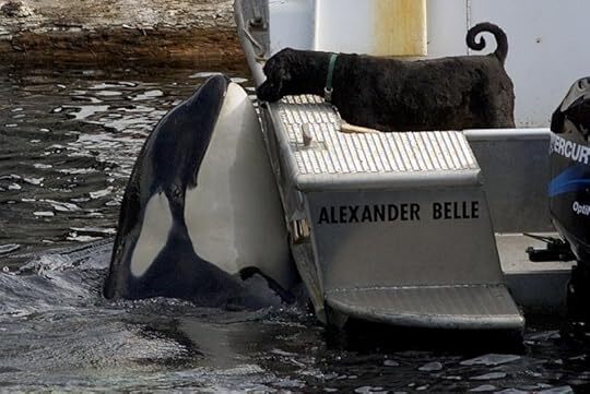 The Lost Whale: The True Story of an Orca Named Luna by Michael Parfit ...
