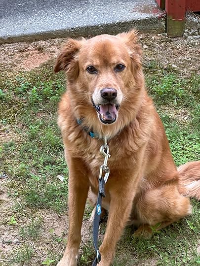 The Invisible Leash: An Invisible String Story About the Loss of a Pet ...