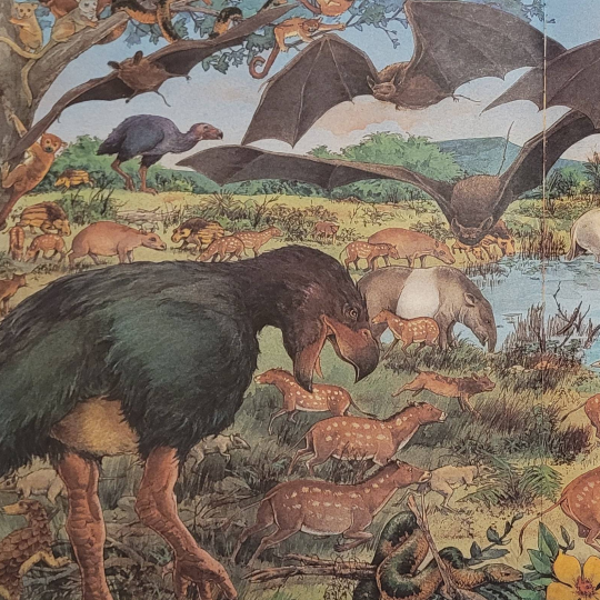 The Great Dinosaur Search (Usborne Great Searches) by Rosie Heywood ...