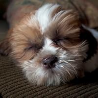 Catching the Big Fish: Meditation, Consciousness, and Creativity by ...