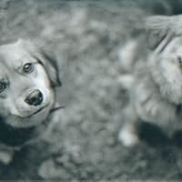 My Diary from Here to There/Mi diario de aquí hasta allá by Amada Irma ...