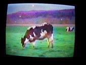 The Umbrella Man and Other Stories by Roald Dahl | Goodreads