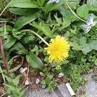 The Rag and Bone Shop by Robert Cormier | Goodreads