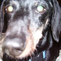 March Violets (Bernie Gunther, #1) by Philip Kerr | Goodreads