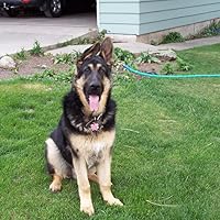 The Serial Killer Files: The Who, What, Where, How, and Why of the ...