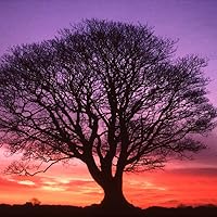 Blade of Fire (The Icemark Chronicles #2) by Stuart Hill | Goodreads