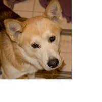 I Am Morgan le Fay by Nancy Springer | Goodreads