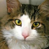 Medalon (Hythrun Chronicles: Demon Child, #1) by Jennifer Fallon ...