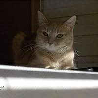 Martin's Big Words: The Life of Dr. Martin Luther King Jr. by Doreen ...