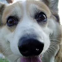 Walter the Farting Dog: Trouble At the Yard Sale by William Kotzwinkle ...