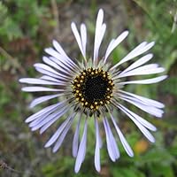 Namma: a Tibetan Love Story by Kate Karko | Goodreads