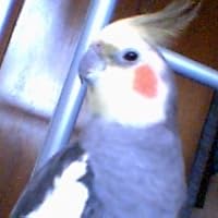 Parasite Pig (Interstellar Pig, #2) by William Sleator | Goodreads