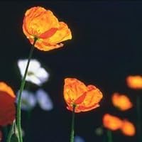 I Am Not Esther (I Am Not Esther, #1) by Fleur Beale | Goodreads