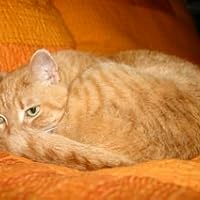 Who Hoots? by Katie Davis | Goodreads