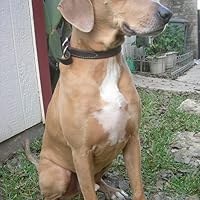 Martina the Beautiful Cockroach: A Cuban Folktale by Carmen Agra Deedy ...